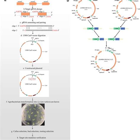 Construction Of Single Target Vector And Dual Target Vector A Download Scientific Diagram