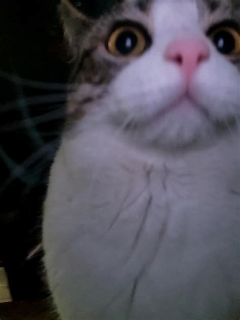 Chonka Truck R Wholesomememes