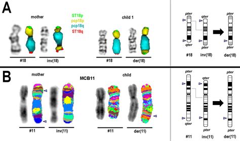 Chromosome Inversion