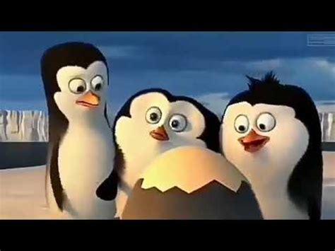 pinguin agen pekob | - YouTube