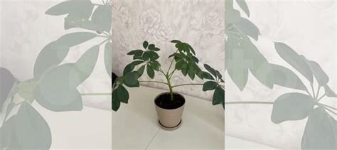 Шефлера купить в Санкт Петербурге Товары для дома и дачи Авито