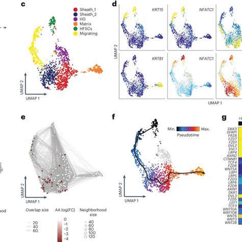 Multiomic Single Cell Atlas Of Primary Human Scalp A Samples And