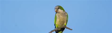Monk Parakeets Pseg Long Island