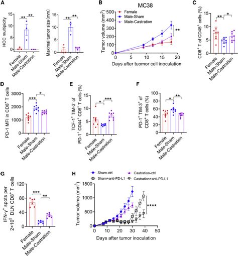 Androgen Receptor Mediated CD8 T Cell Stemness Programs Drive Sex Differences In Antitumor
