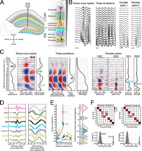 Identification Of Hippocampal Layers Using Electrophysiological Patterns Download Scientific
