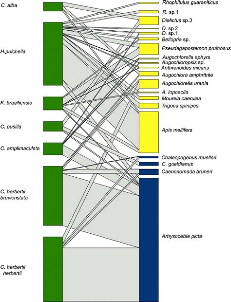 Network Representation Of Plant Pollinator Interactions Observed Plant Download Scientific