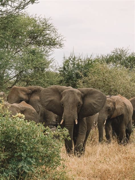 Three Safari drives you MUST do in Tanzania - TREKwithBECK