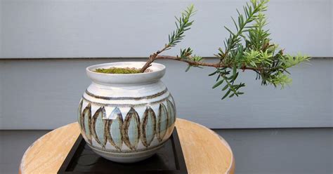 Make A Bonsai In Minutes