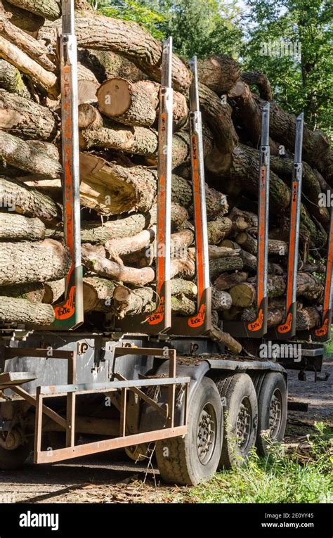 Felled Trees On A Transportion Semi Trailer At A Logging Site Deforestation Pile Or Stack Of