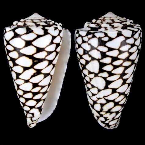Conus Marmoreus Filippine