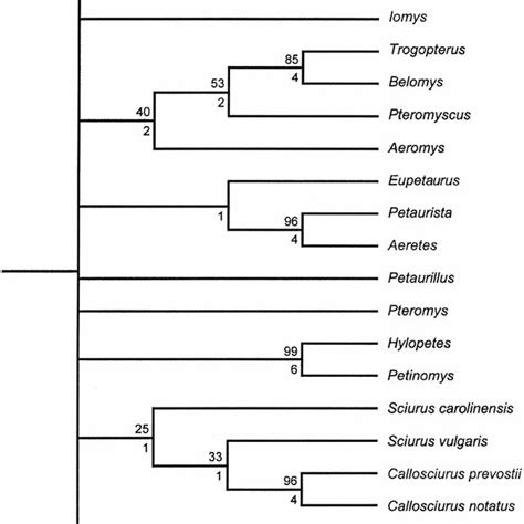 Strict Consensus Tree Based On Unordered Data Fitch Parsimony