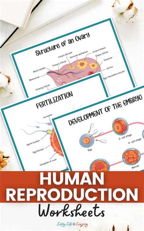 Human Reproductive System Worksheets Story Living Life And Learning
