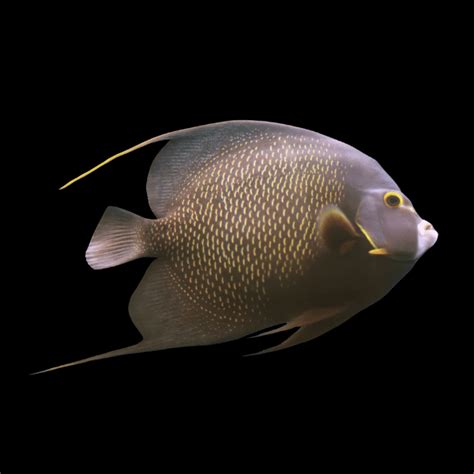 French Paru Angelfish Pomacanthus Paru Sims Tropical Fish Tropical