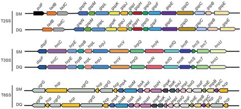 Comparative Genomic And Transcriptome Analyses Of Two Pectobacterium