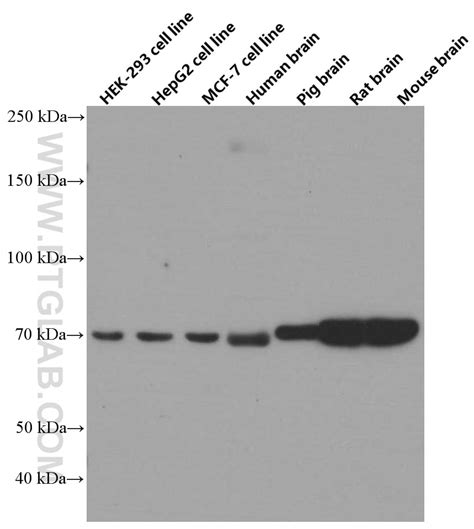 Tom70 Fusion Protein Ag6195 Proteintech