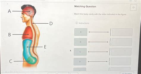 Solved Matching Question1match The Body Cavity With The