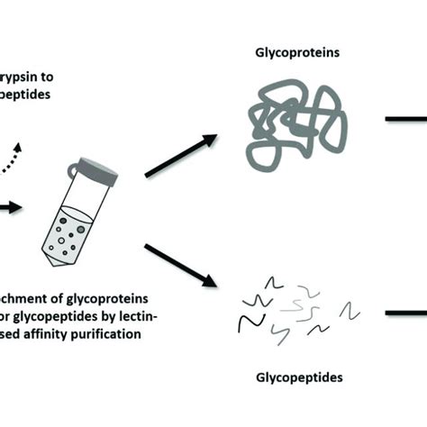 Schematic Illustration Of The Sample Preparation Protocol Used For The Download Scientific