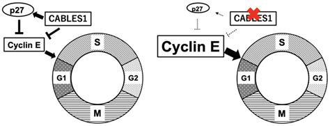 Cell Cycle Regulators In Normal Corticotroph Cells Left Panel And Download Scientific Diagram