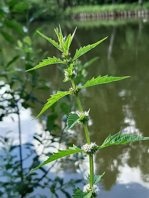 칠월 물 쐐기풀 Pixabay의 무료 사진 Pixabay