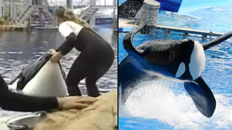 Seaworld Orca Whale Tilikums Life After He Was Involved In Three Deaths Including Trainer
