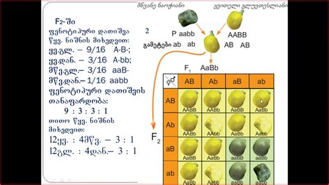ბიოლოგია მორგანის კანონი სქესის გენეტიკა ადამიანის გენეტიკა Youtube