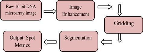 Microarray Image Analysis Download Scientific Diagram