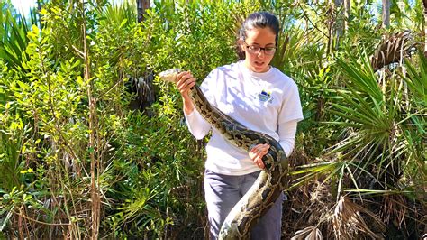 Burmese Pythons In Florida Caught On Video