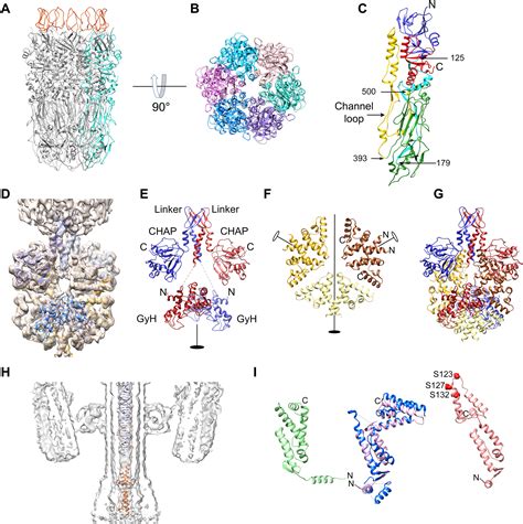 Structure And Host Specificity Of Staphylococcus Epidermidis Bacteriophage Andhra Science Advances