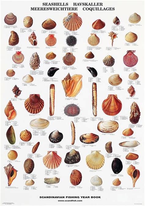 Seashell Poster Without Seashell Identification Sea Shells Nature
