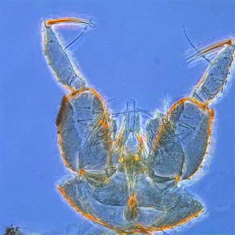 Figur 4 Genitalia Av Sycorax Silacea Haliday In Curtis 1839 Samla