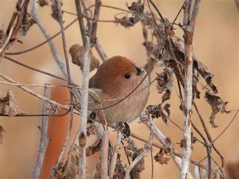 뱁새 360도 보기  유머 재미 감동 네모판