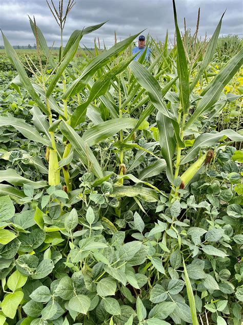 Green And Gold™ North Glyphosate Tolerant Corn And Soybean Eagle Seed Llc