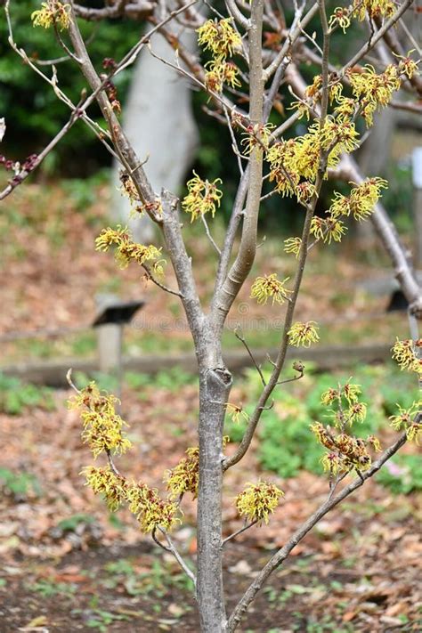 Japanese Witch Hazel Hamalis Japponica Flowers Stock Image Image Of Flowering Hamamelis