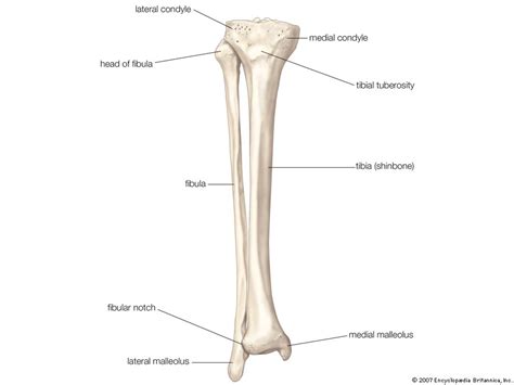 Leg And Foot