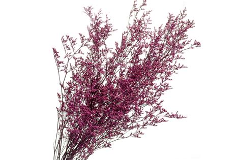 Декоративна гілка Бузкова стабілізована 8213 013 купити ціна фото відгуки