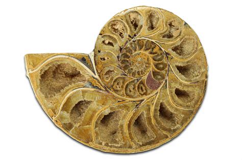 3 4 Jurassic Cut And Polished Ammonite Fossil Half Madagascar 289341 For Sale