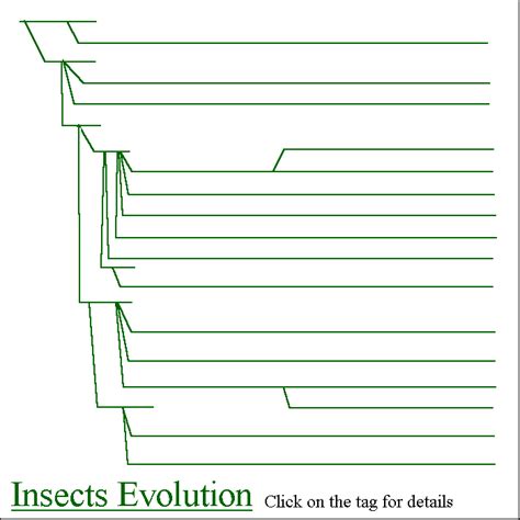 More About Insects