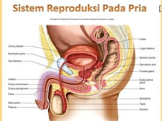 PENDIDIKAN SEX BAGI REMAJA SMKN JAKARTA Ppt