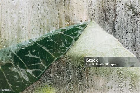 열대 온실의 왜곡 된 유리 벽 뒤에 다양한 종류의 녹색 화분 밖에서 볼 수 있습니다 광합성 과정 습한 환경에서 수증기가