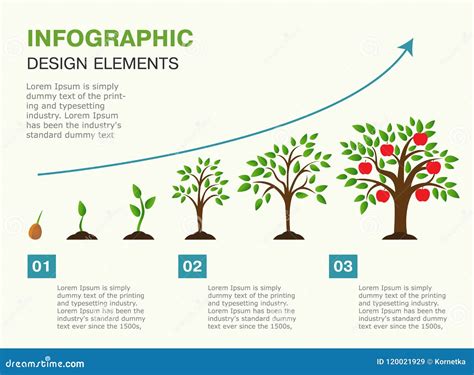 Infographic Of Planting Tree Seeds Sprout In Ground Stock Vector