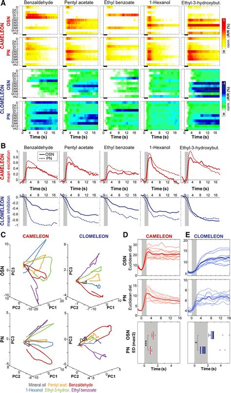 input output transformation of odor evoked ca 2 and cl responses a