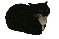 Maxwell The Cat Sticker Maxwell The Cat Discover And Share S