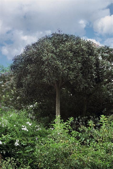 Pseudopanax Trees And Shrubs Online