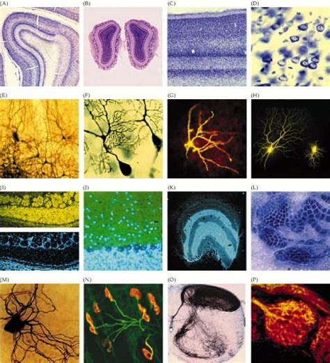 Figure 12 Structural Diversity In The Nervous System Demonstrated With Cellular And Molecular