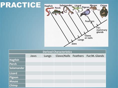 Ppt Dichotomous Keys Powerpoint Presentation Free Download Id2130282