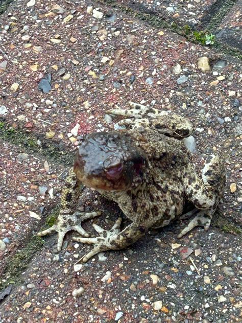 Uk Think I Have A Toad With Rana Virus Ramphibians