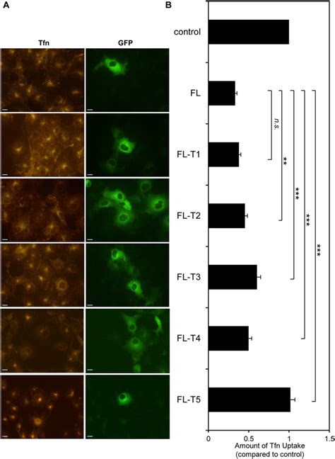 The Effect Of C Terminal Truncation Of Fl On Transferrin Uptake A Download Scientific