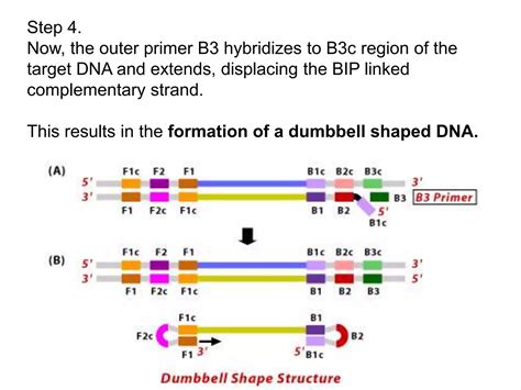 Loop Mediated Isothermal Amplification Ppt