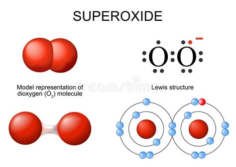 Superoxide Model Of Dioxygen O2 Molecule Lewis Structure Oxygen