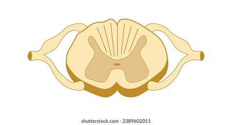 Spinal Cord Unlabeled